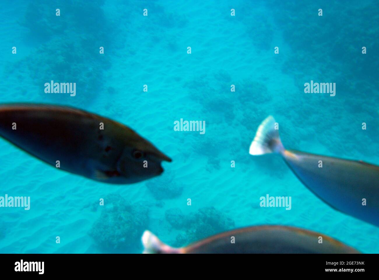 School of fish underwater hi-res stock photography and images - Alamy