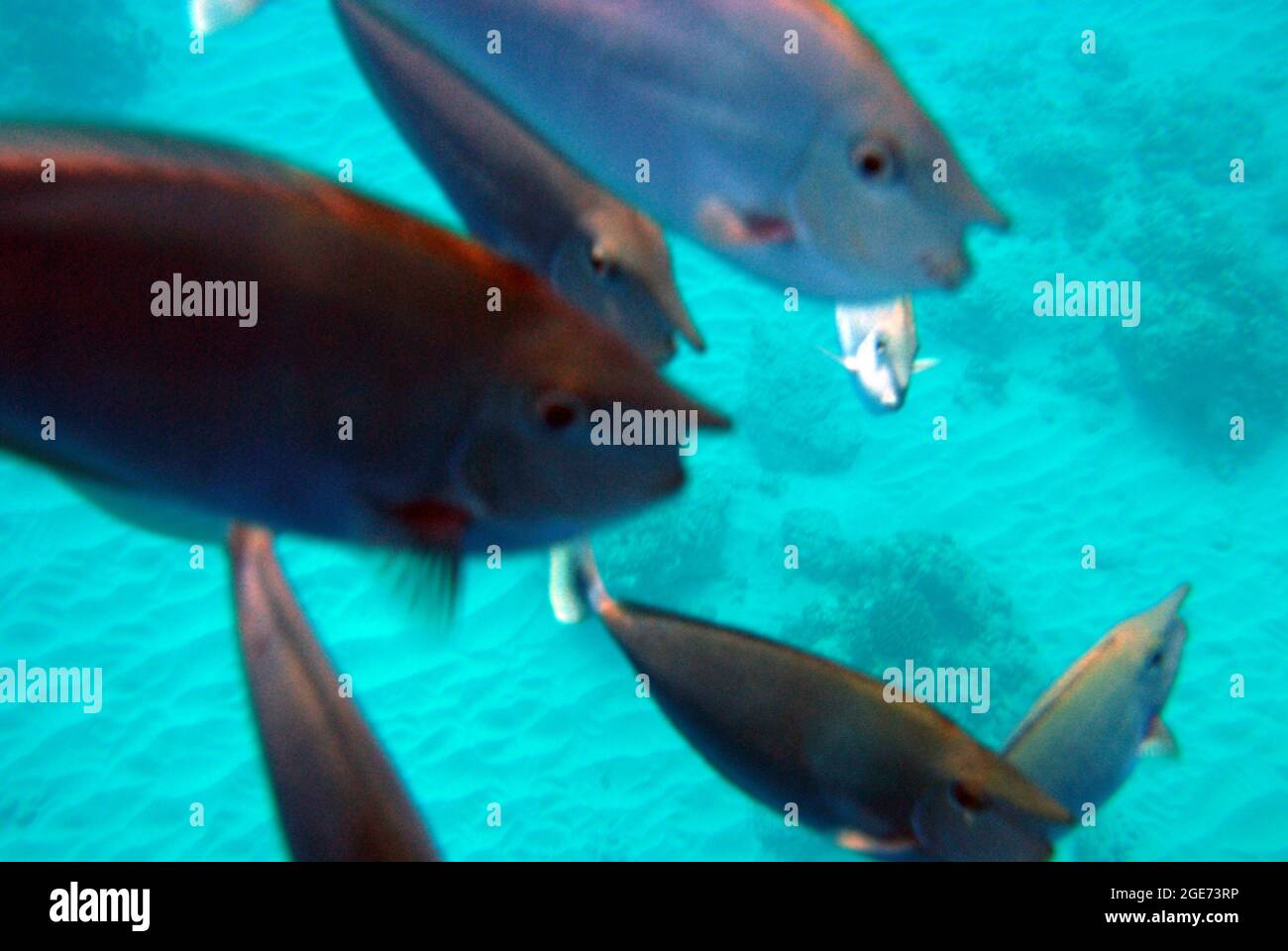 School of fish Stock Photo - Alamy