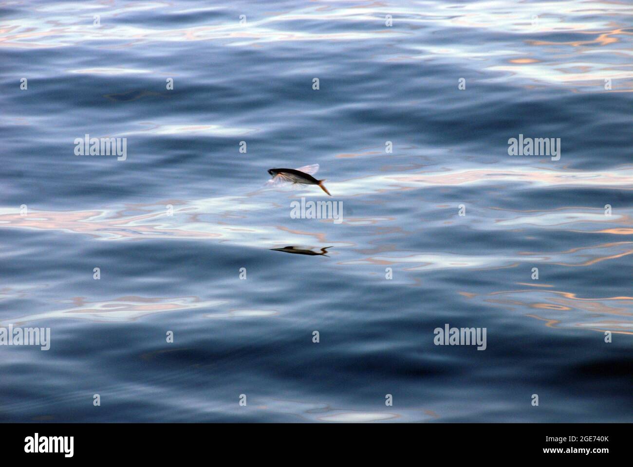 Jumping fish hi-res stock photography and images - Alamy