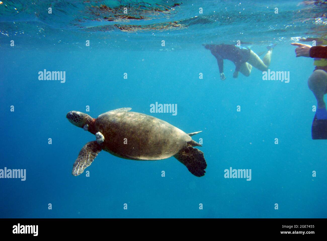 Shell underwater hi-res stock photography and images - Alamy