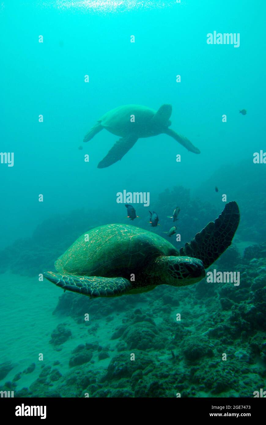 Two sea turtles swimming underwater Stock Photo - Alamy