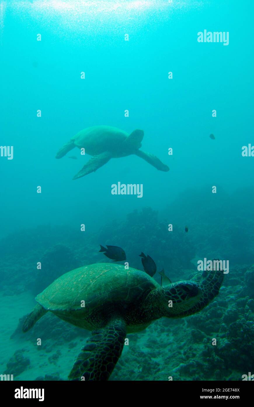 Two sea turtles swimming underwater Stock Photo - Alamy