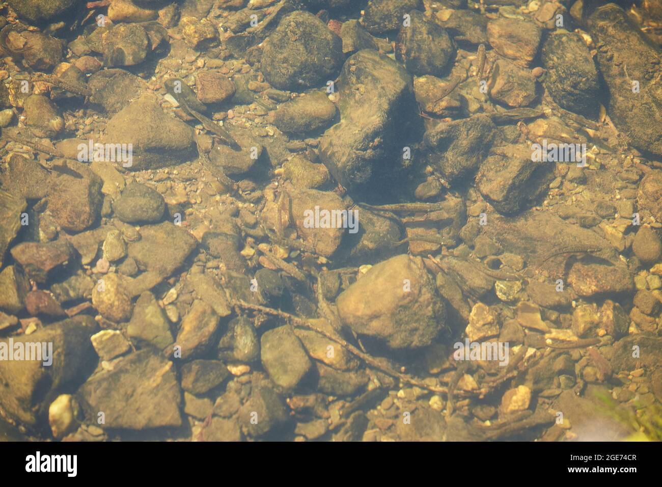 Babies of farel fish in shallow water Stock Photo - Alamy