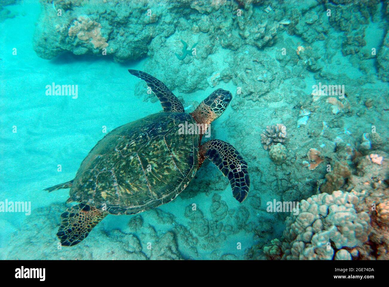 Sea turtle swimming underwater in Hawaii Stock Photo - Alamy