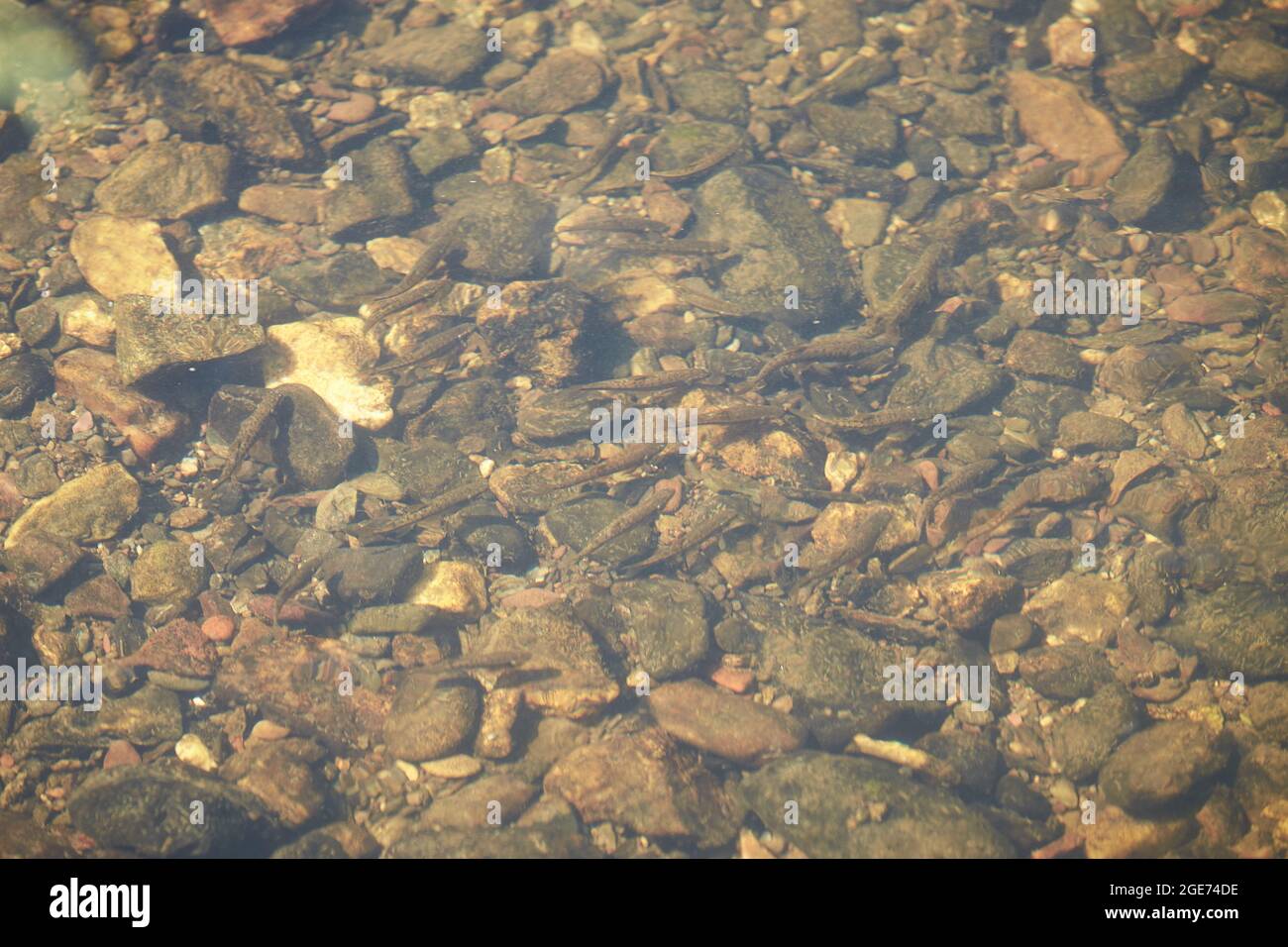 Babies of farel fish in shallow water Stock Photo - Alamy