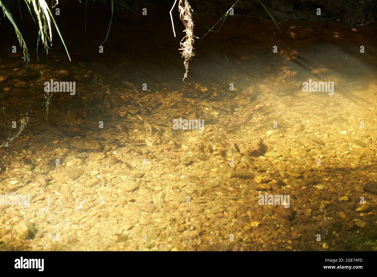 Babies of farel fish in shallow water Stock Photo - Alamy