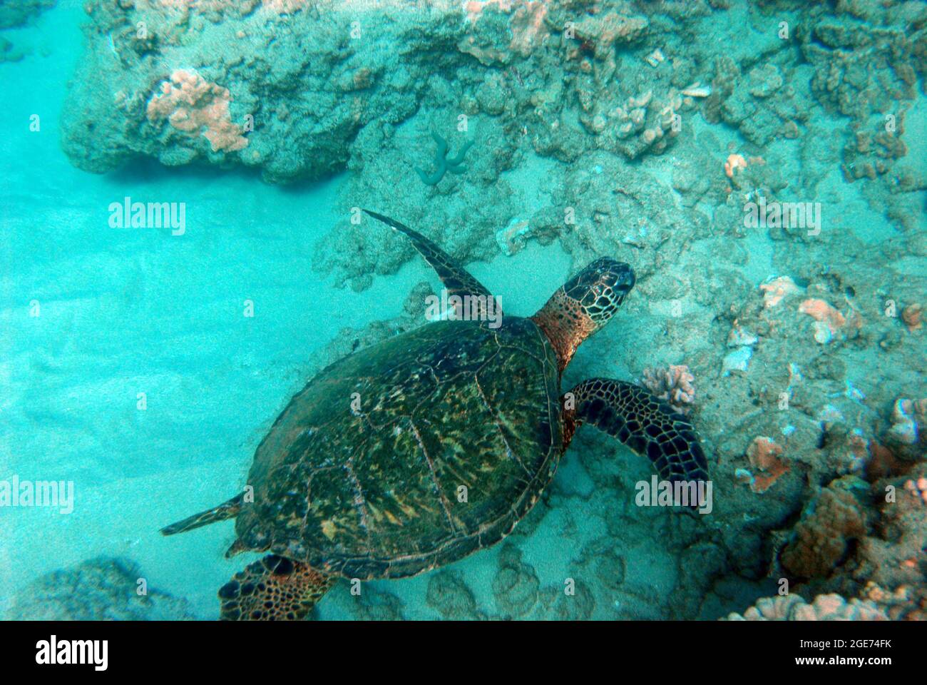 Sea turtle swimming underwater in hi-res stock photography and images ...