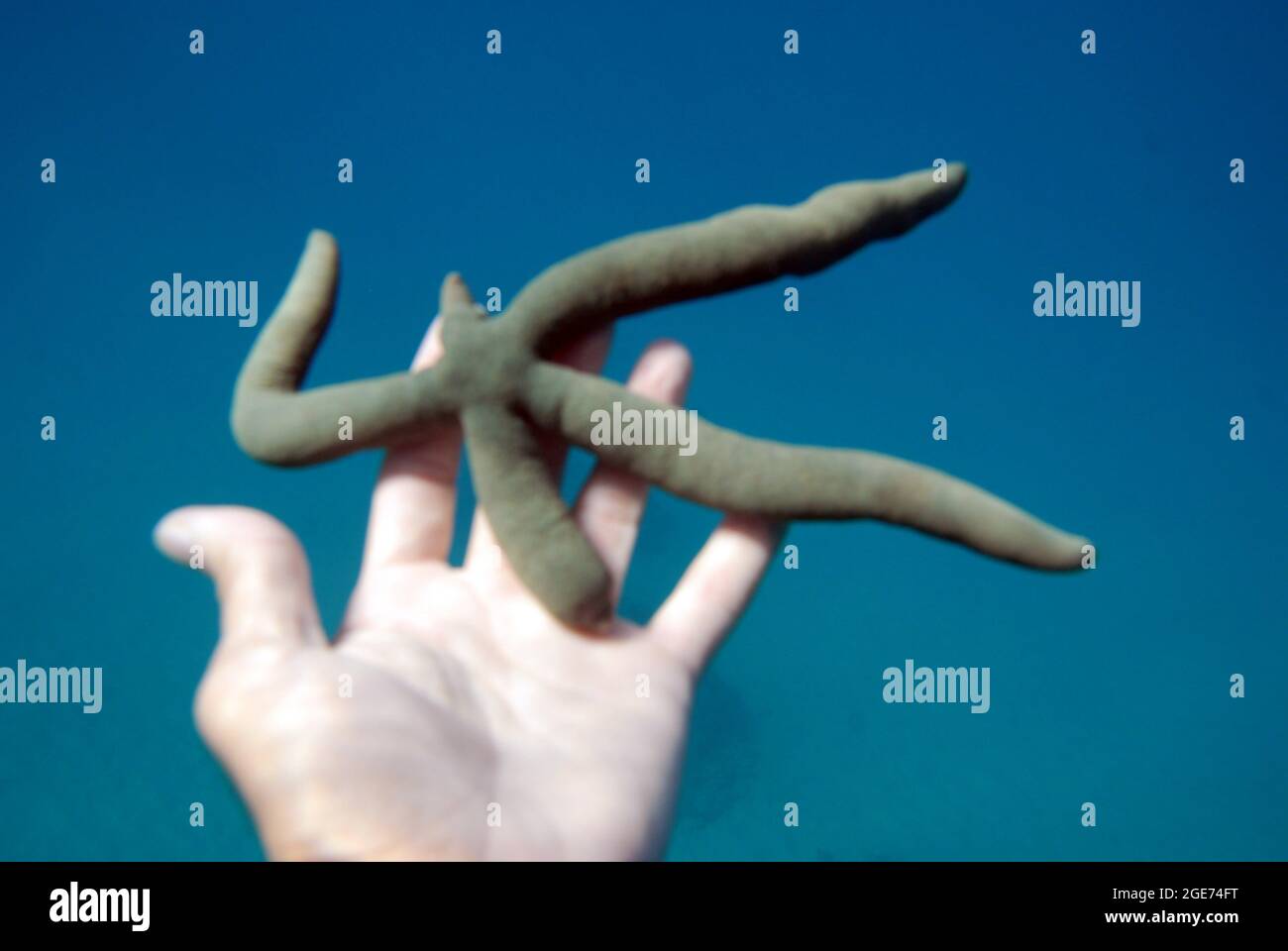 Death of a starfish hi-res stock photography and images - Alamy