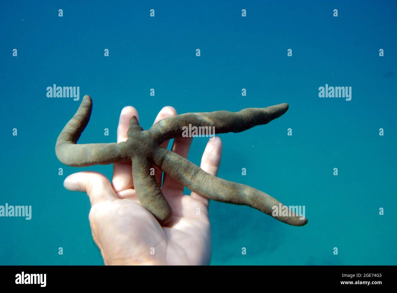Death of a starfish hi-res stock photography and images - Alamy
