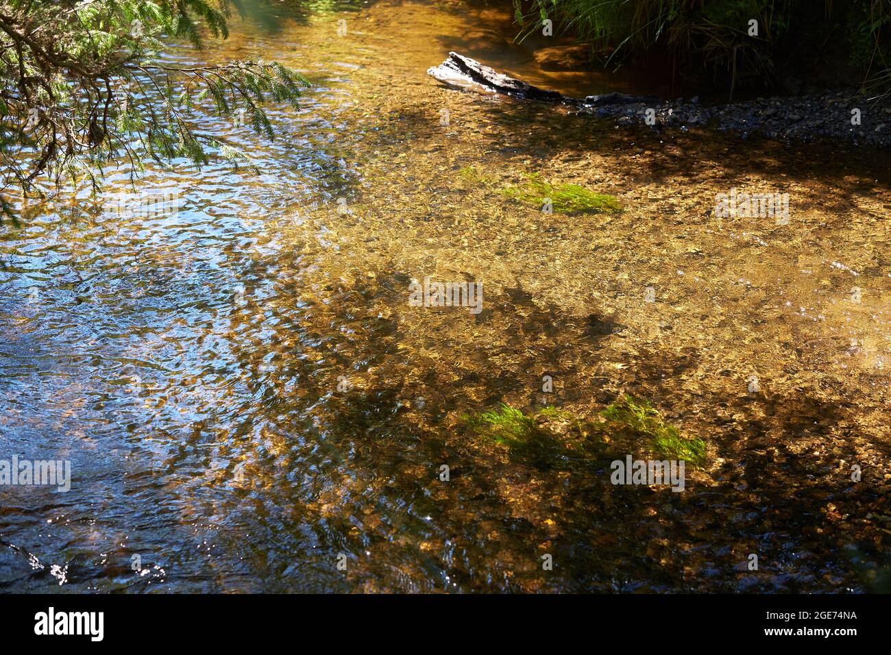 Babies of farel fish in shallow water Stock Photo - Alamy