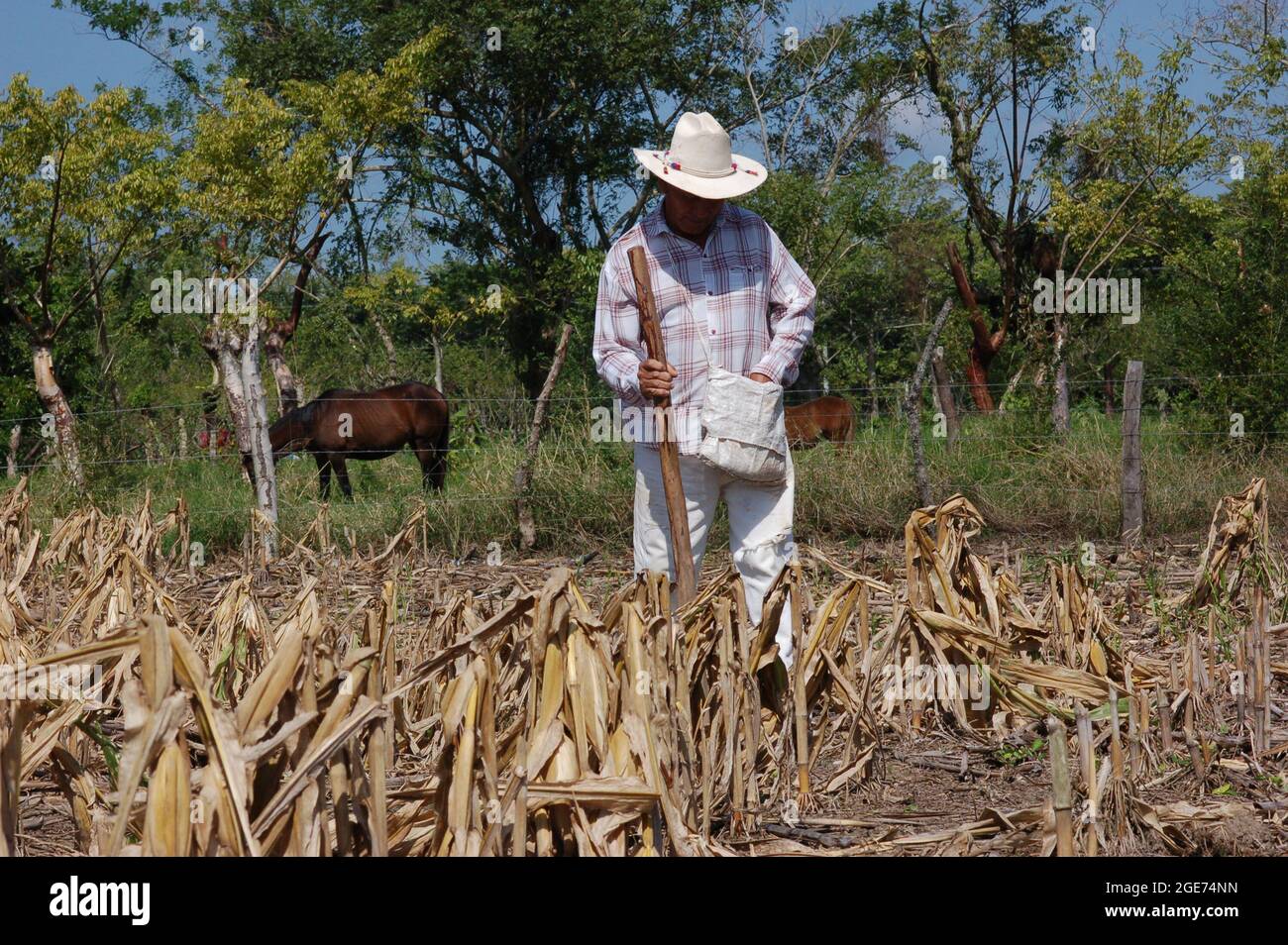 A campesino planting corn Stock Photo - Alamy