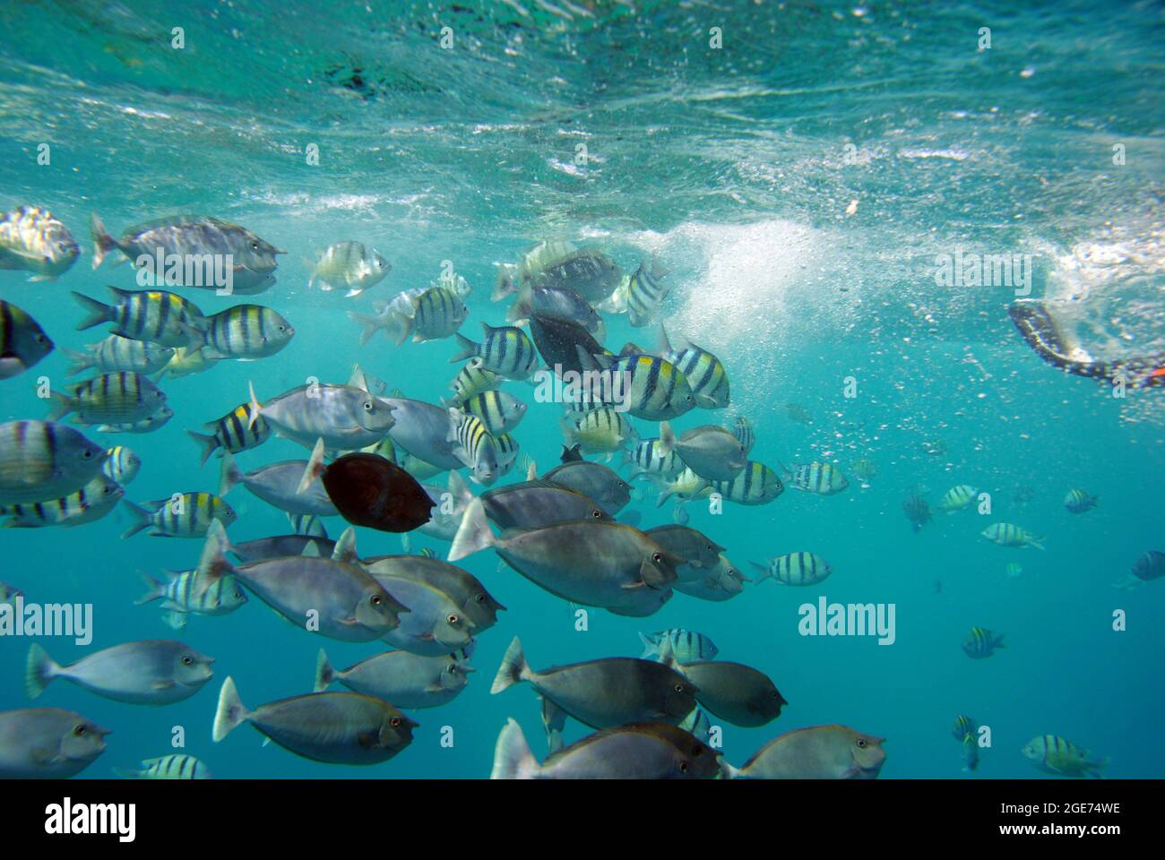 School of fish feeding Stock Photo - Alamy