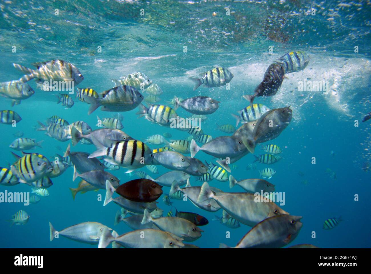 School of fish feeding Stock Photo - Alamy