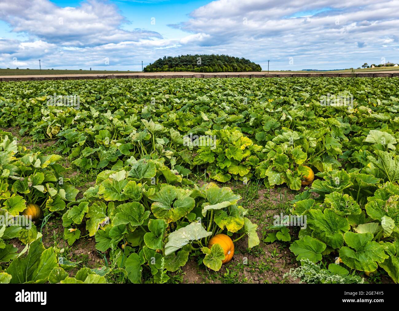 East Lothian, Scotland, United Kingdom, 17th August 2021. UK Weather ...