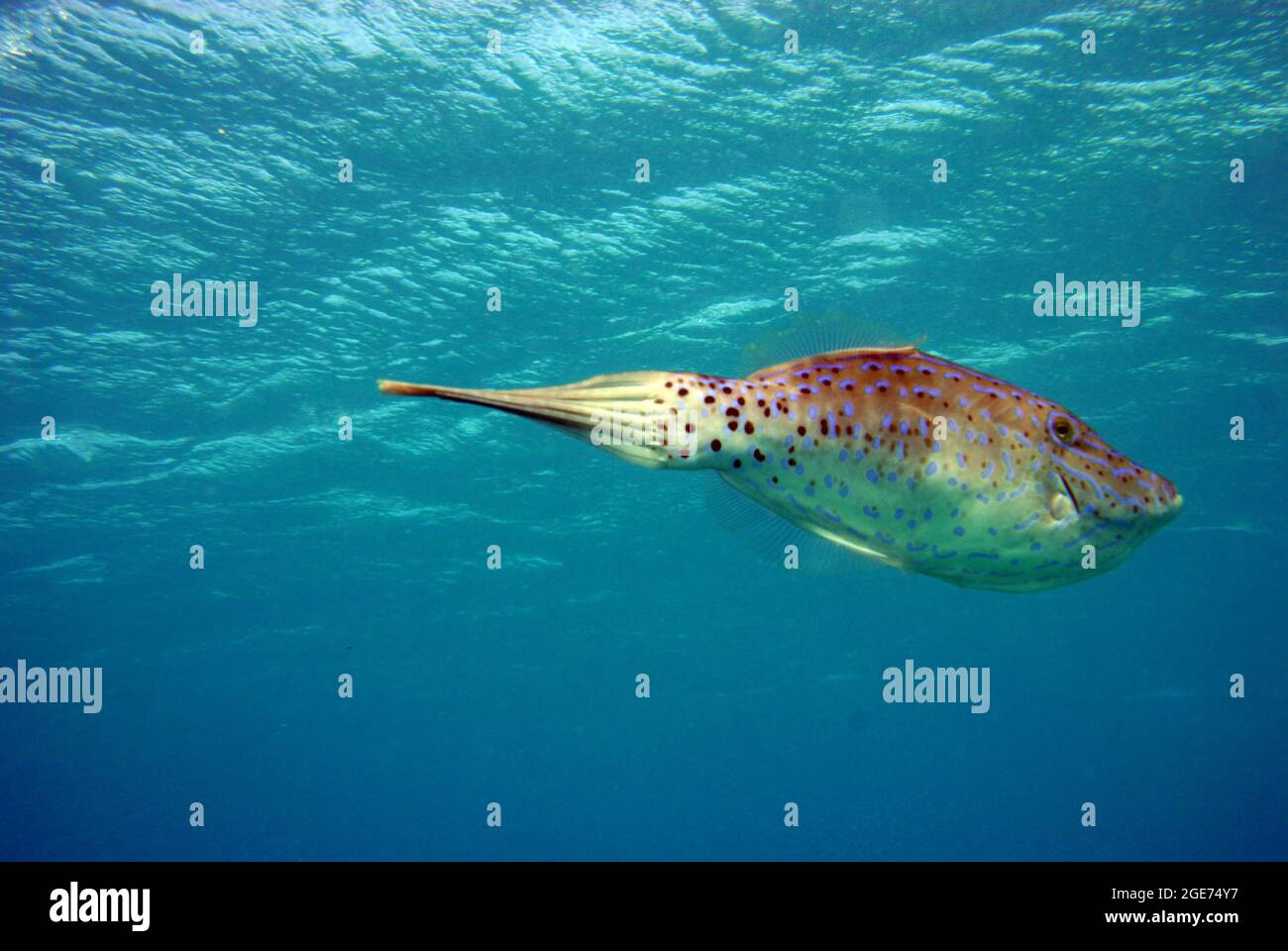 Spotted fish hi-res stock photography and images - Alamy