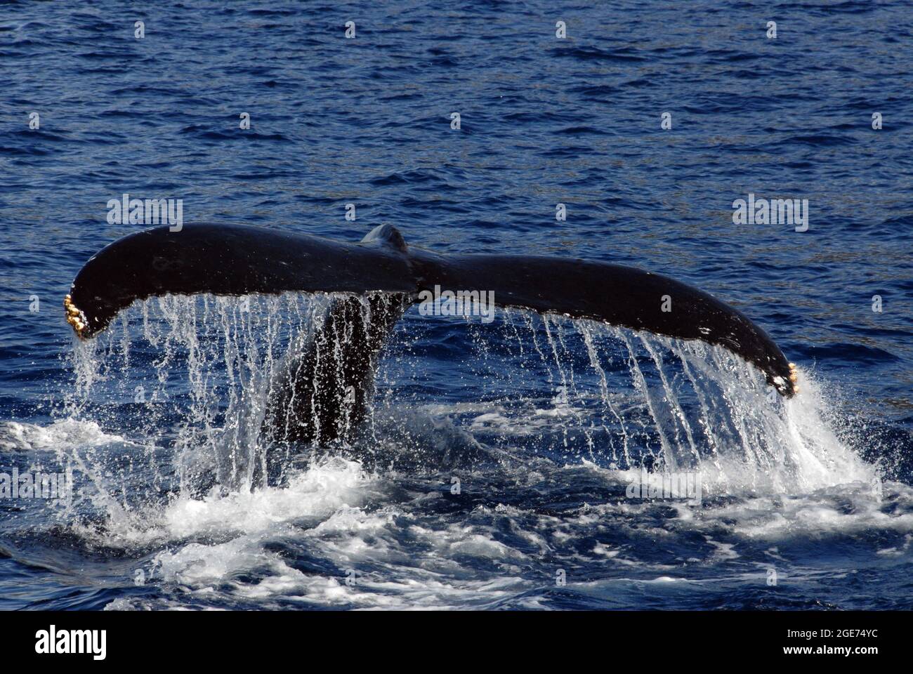 Fin whale underwater hi-res stock photography and images - Alamy