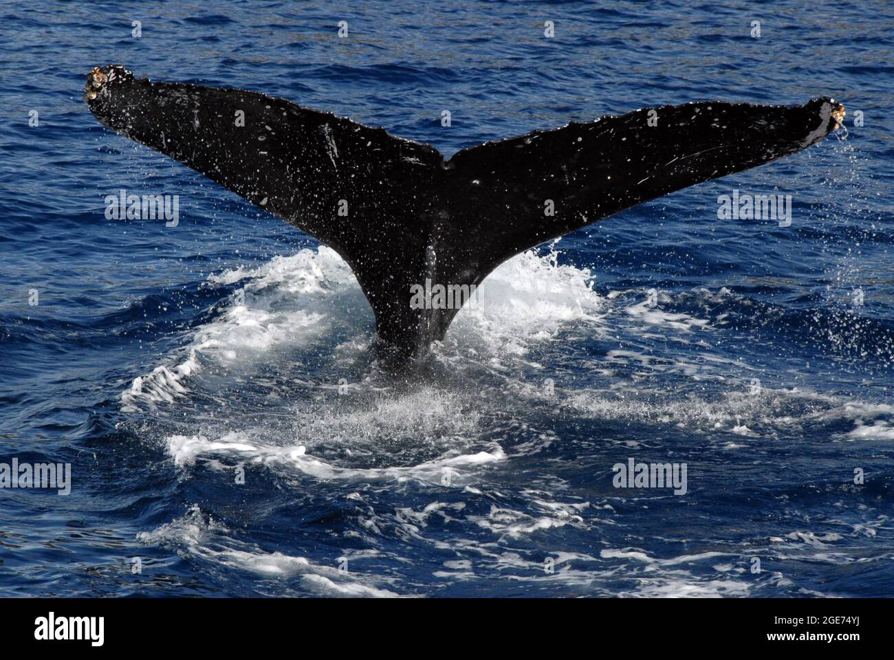 Whale flipping is tail in the water Stock Photo - Alamy