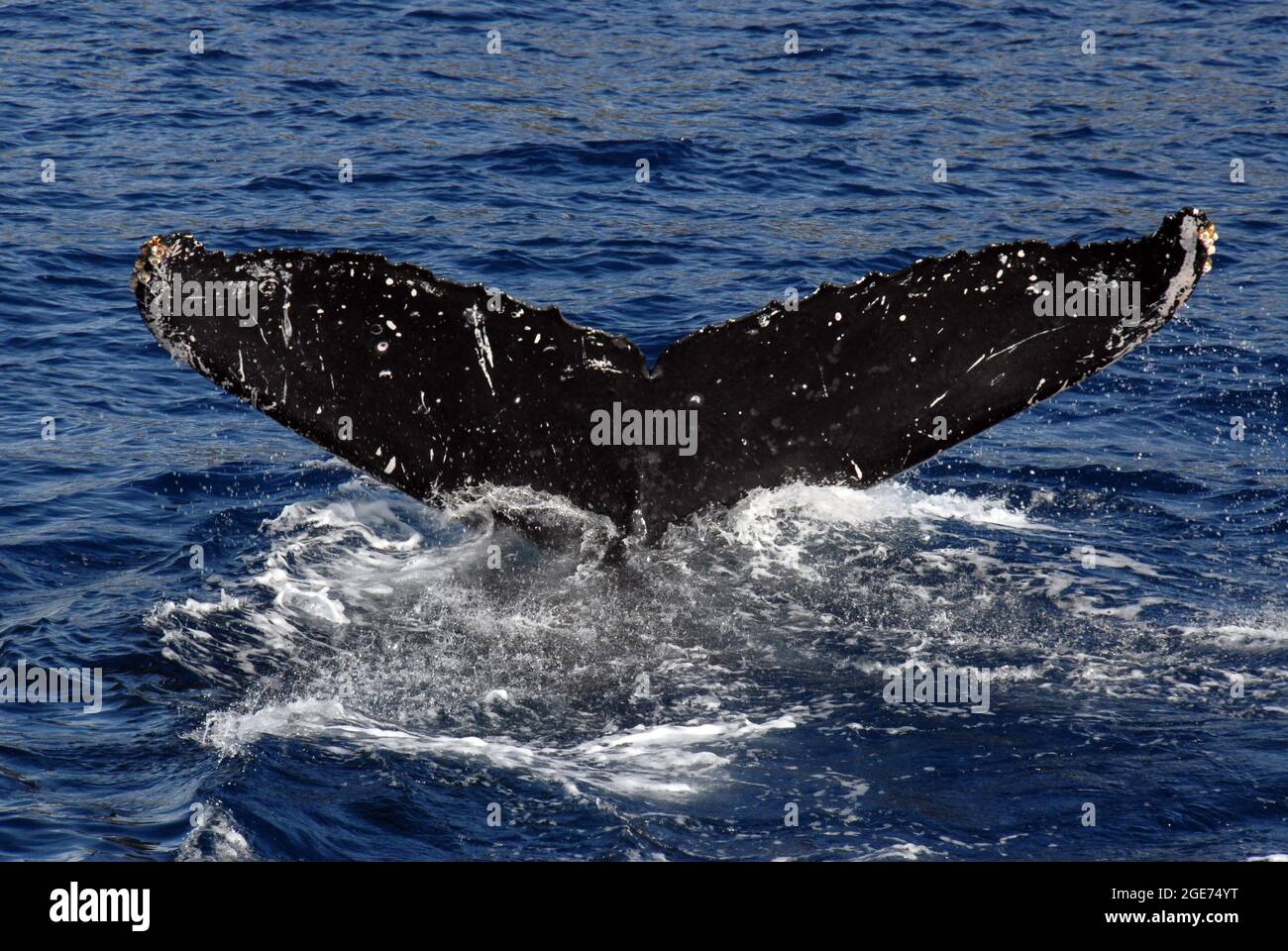 Breaching water hi-res stock photography and images - Alamy