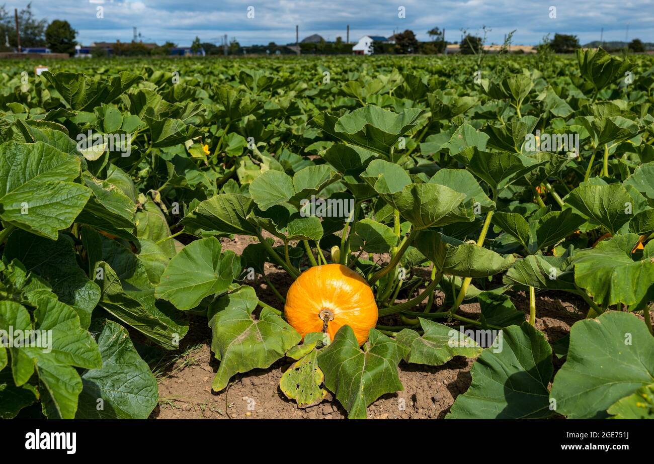 East Lothian, Scotland, United Kingdom, 17th August 2021. UK Weather ...