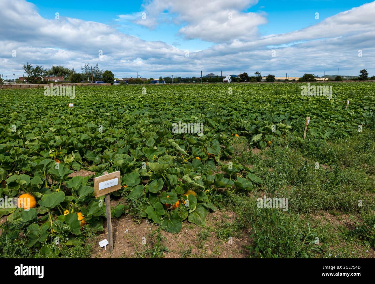 August farm uk crops hi-res stock photography and images - Alamy