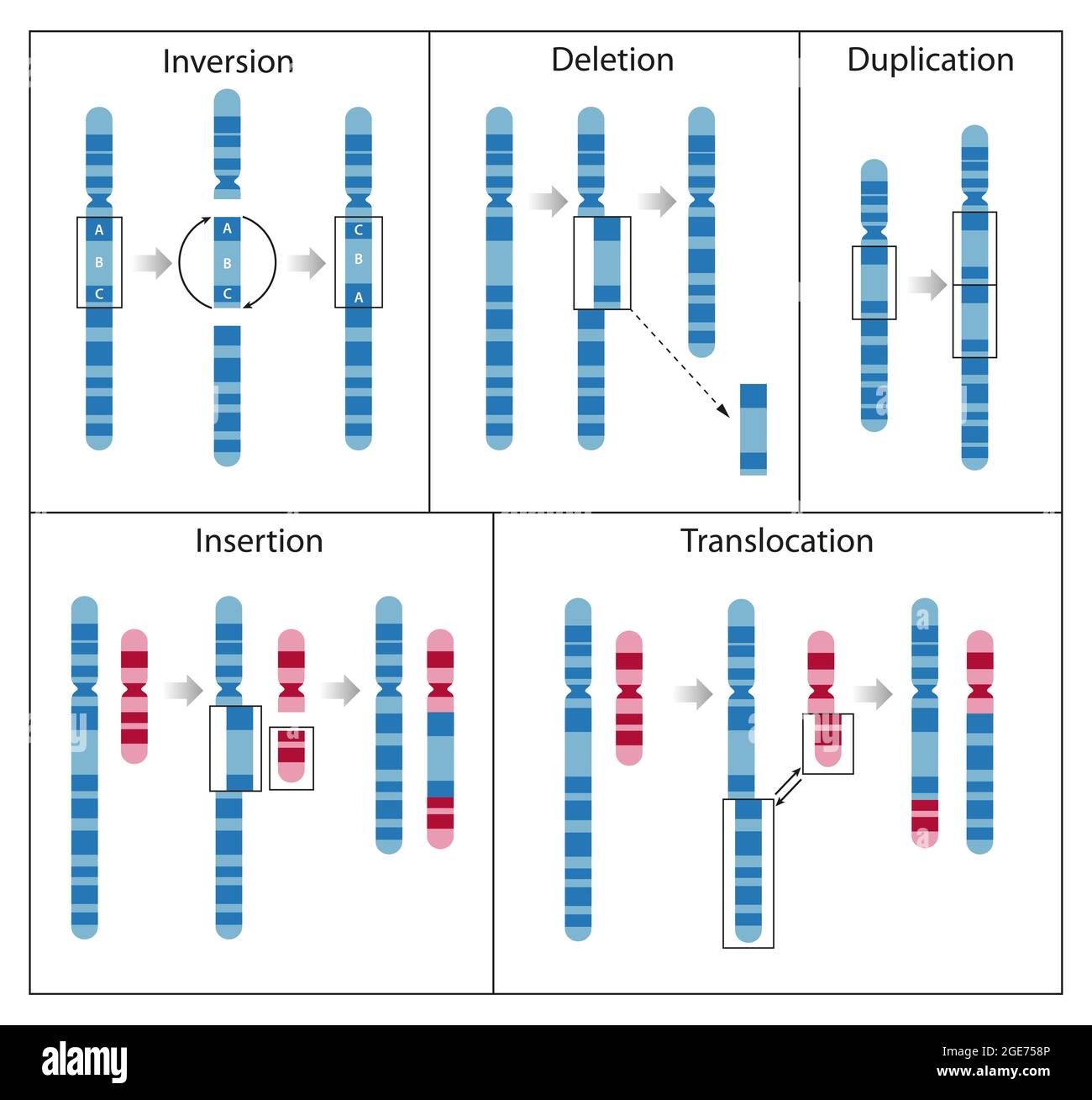 Chromosome mutation is the process of change that results in rearranged ...