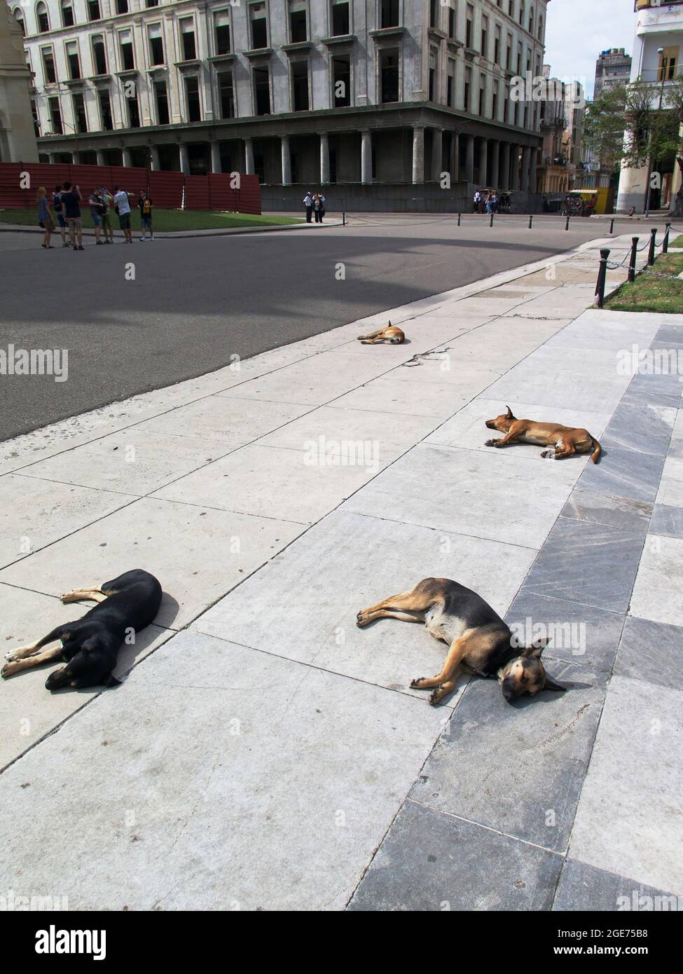 Dogs sleeping in the street in Havana in Cuba Stock Photo - Alamy