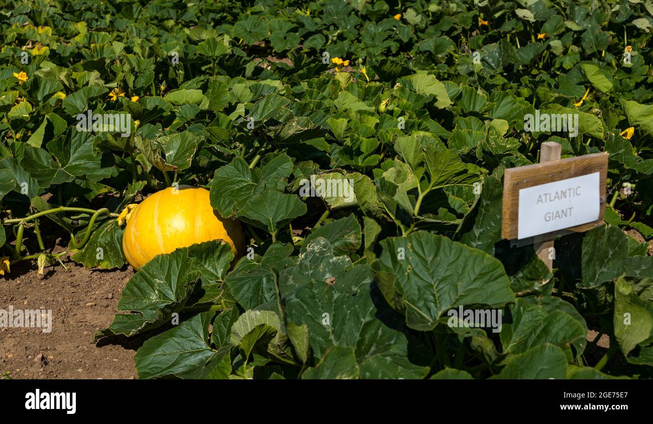 East Lothian, Scotland, United Kingdom, 17th August 2021. UK Weather ...