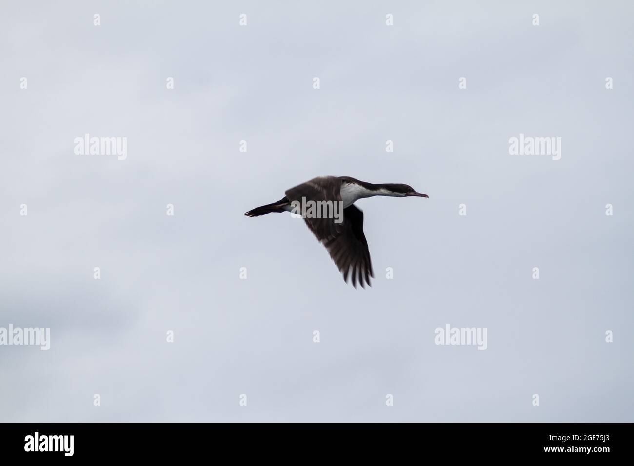 Cormorant near Punta Arenas, Chile Stock Photo - Alamy