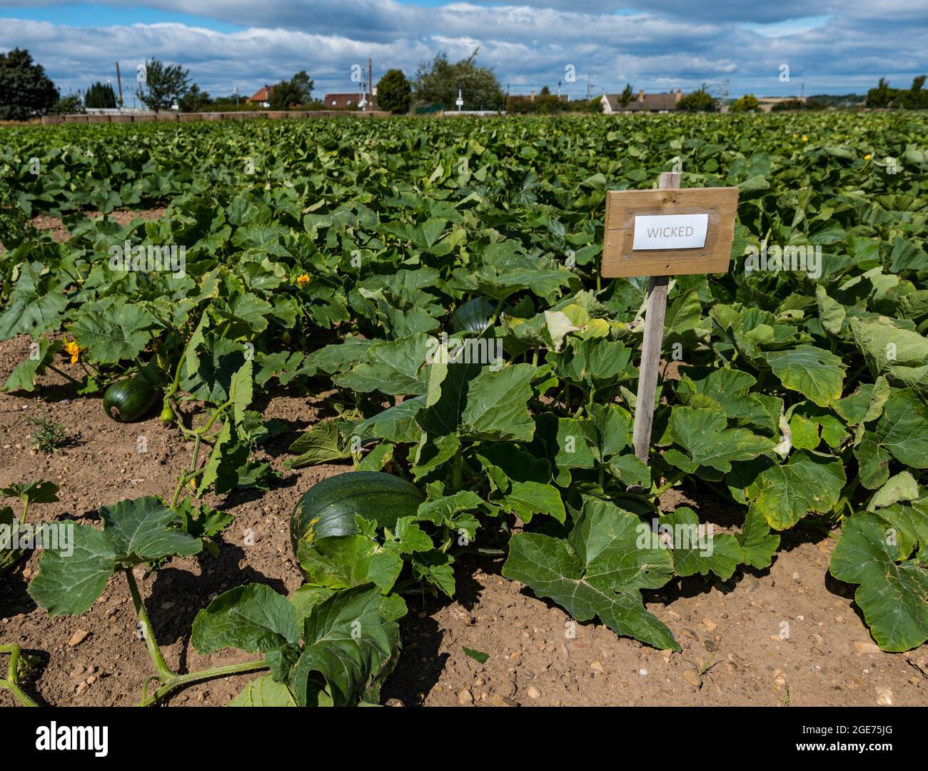 East Lothian, Scotland, United Kingdom, 17th August 2021. UK Weather ...