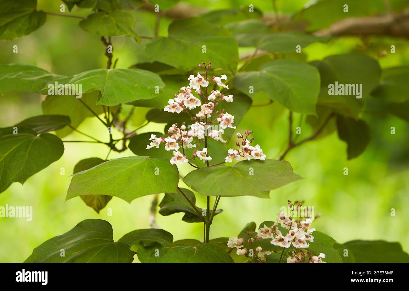 Flowers of catalpa among big green leaves. Closeup of white and maroon ...