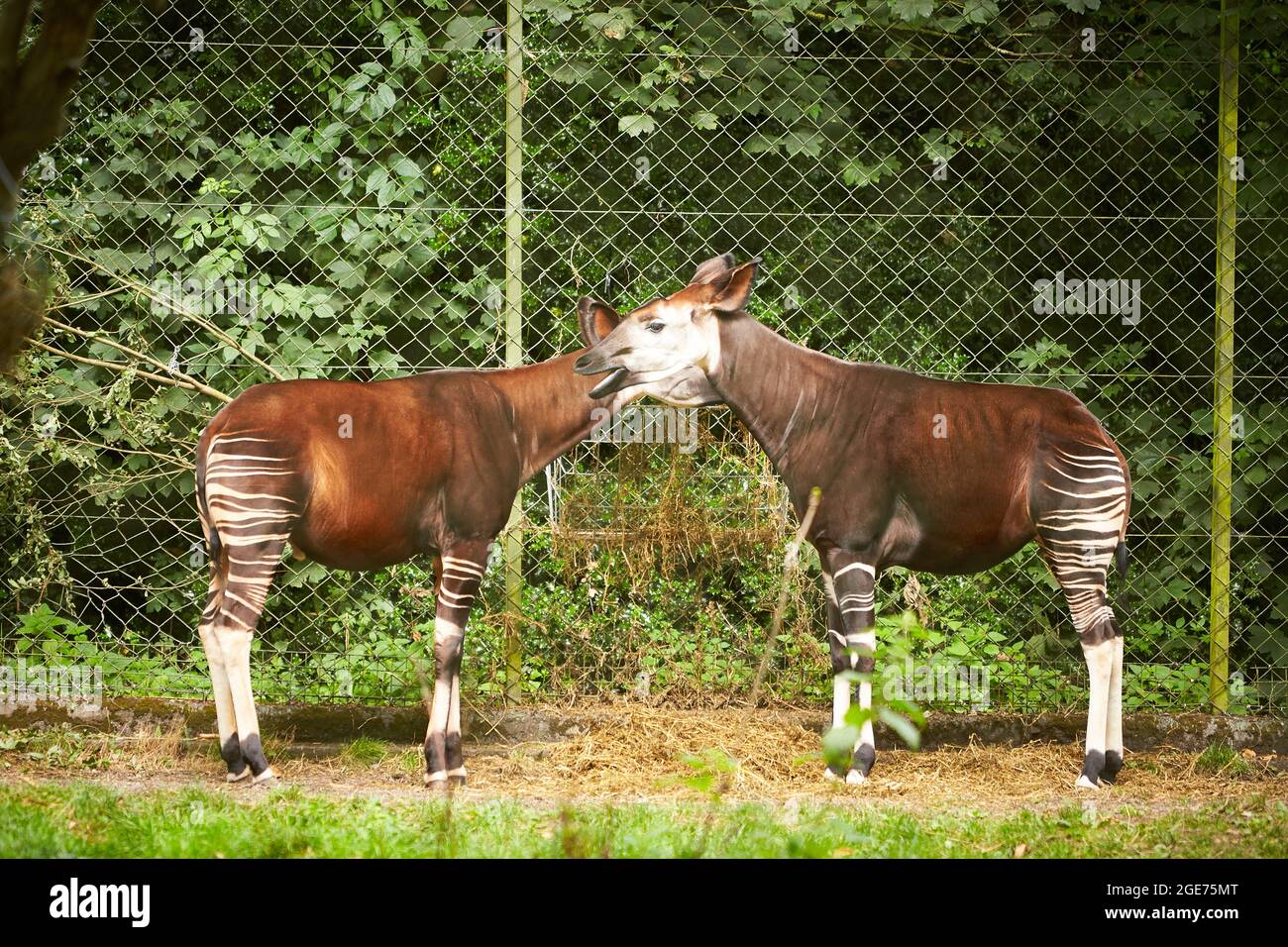 Okapi, okapia johnstoni, Male with Female Stock Photo - Alamy