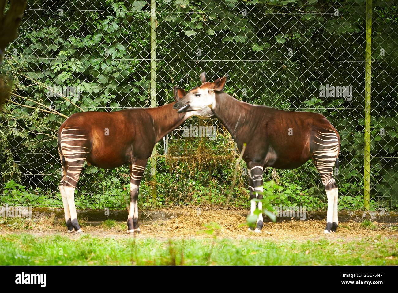 Okapi, okapia johnstoni, Male with Female Stock Photo - Alamy