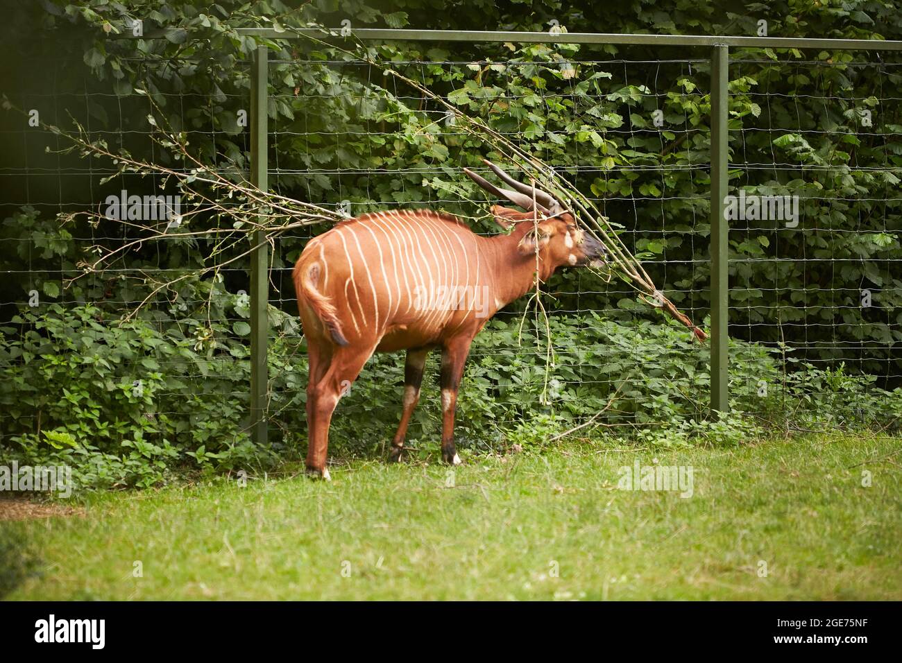 Bongo Antelope Kenya Africa High Resolution Stock Photography and ...