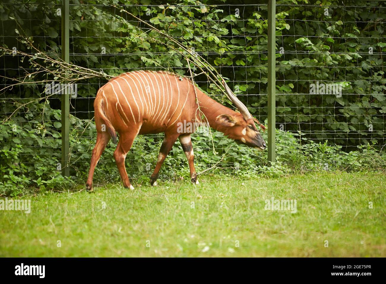 Bongo Antelope Kenya Africa High Resolution Stock Photography and ...