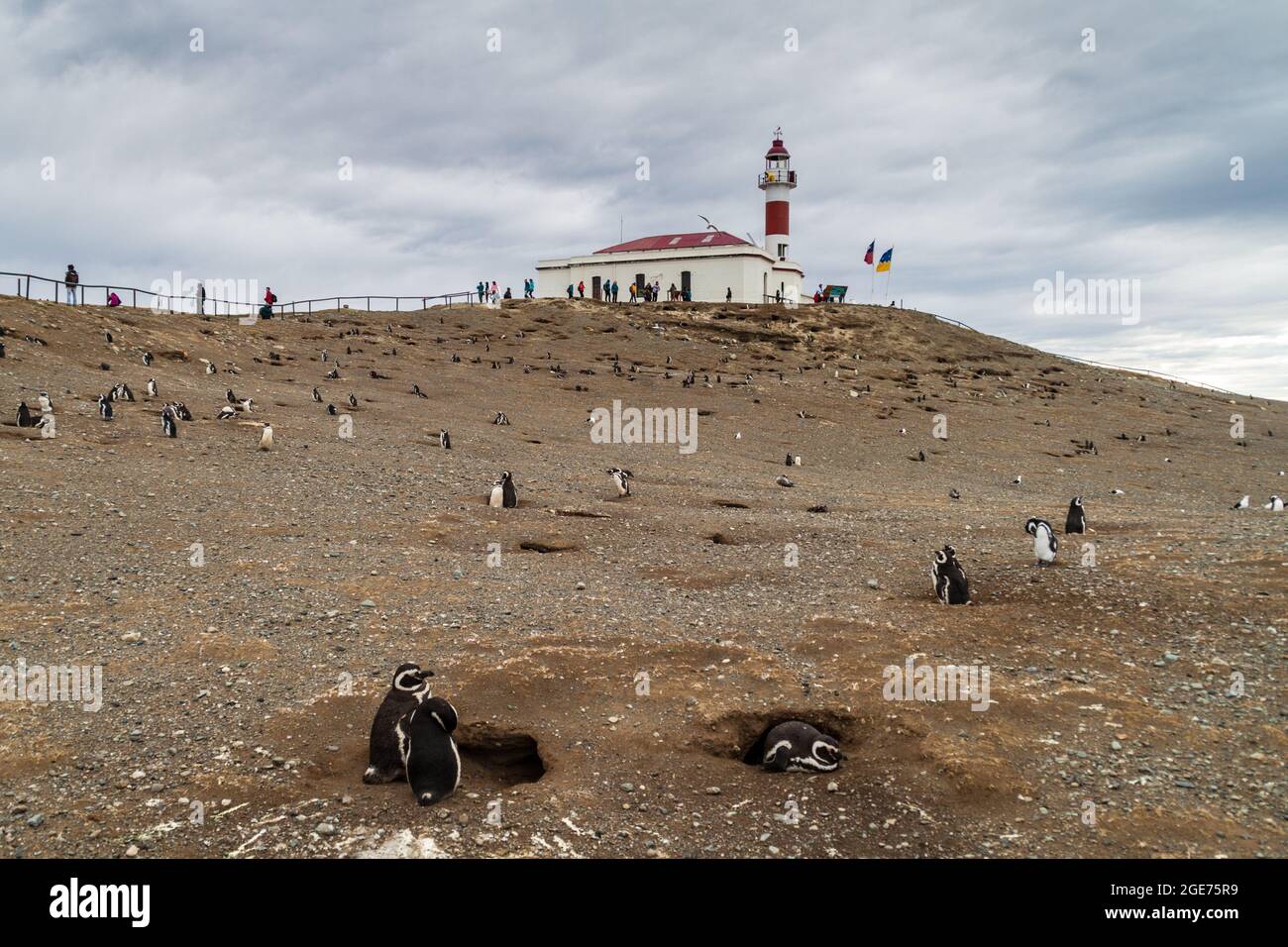 Magellan penguin colony on Isla Magdalena island, Chile Stock Photo - Alamy