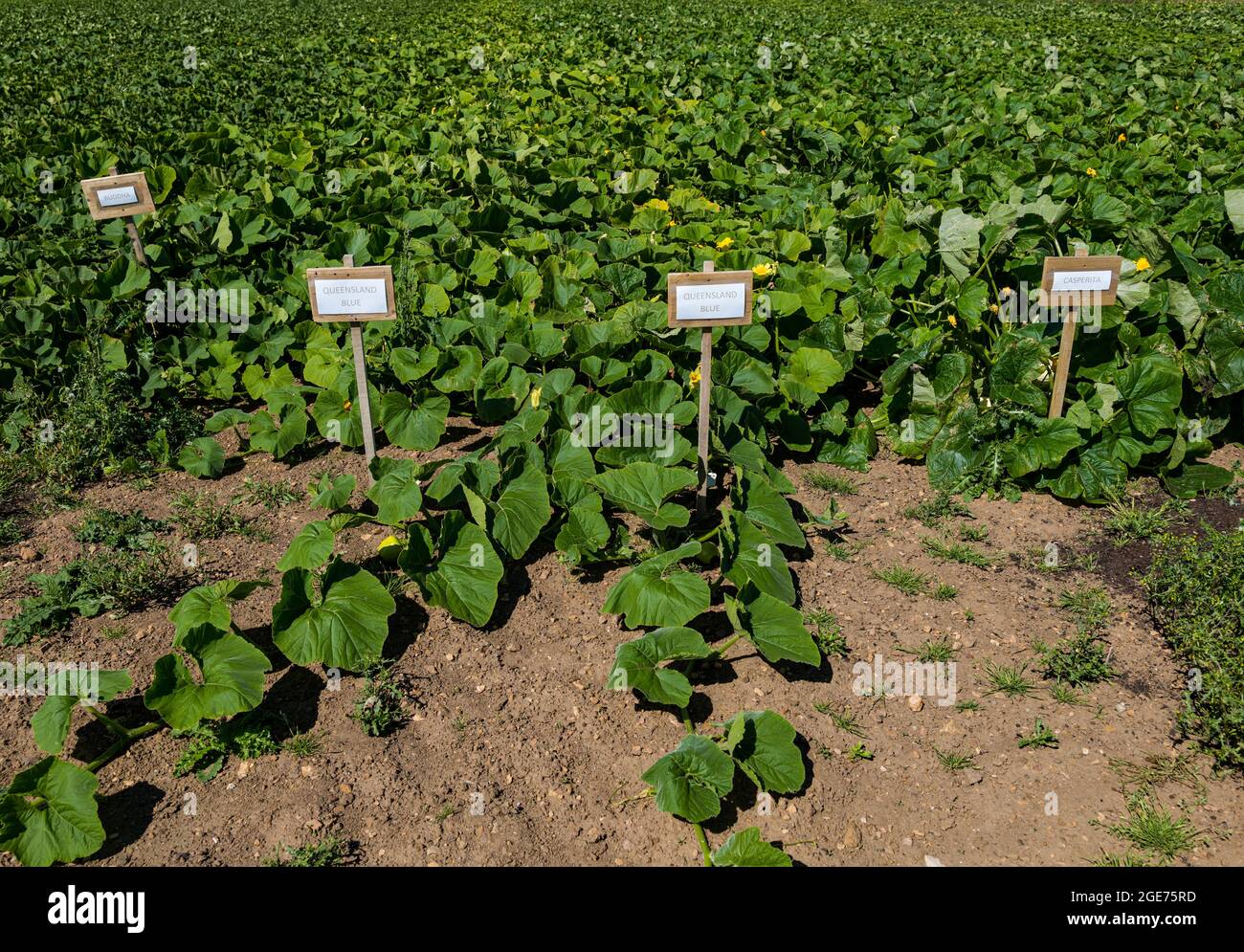 East Lothian, Scotland, United Kingdom, 17th August 2021. UK Weather ...
