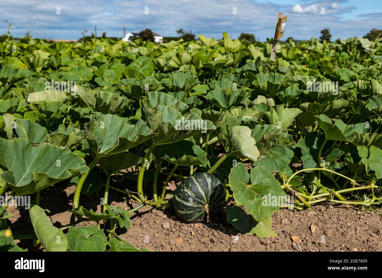 Kilduff farm hi-res stock photography and images - Alamy