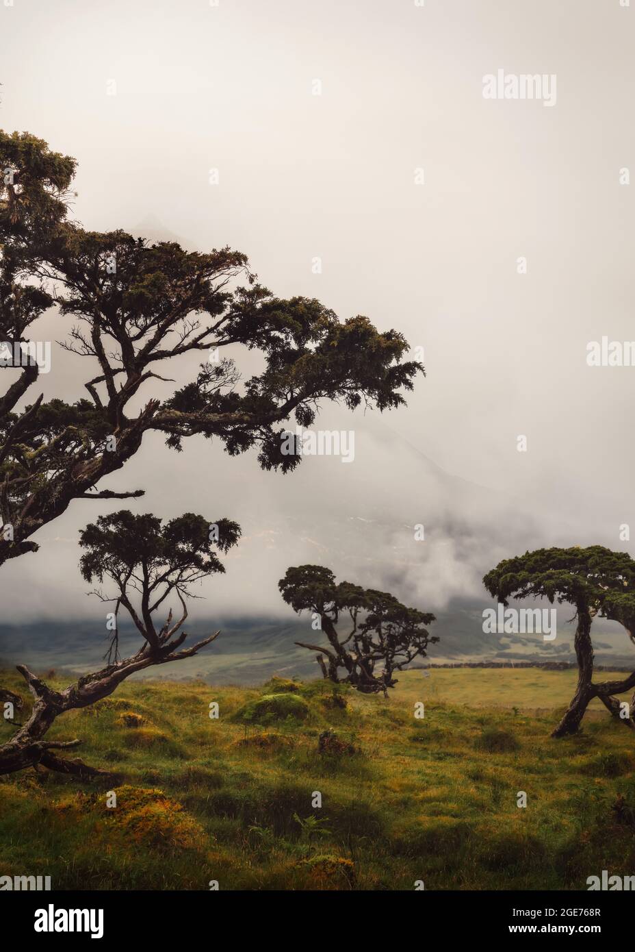 Tree on Pico Island in the Azores, Portugal taken in Summer 2021, post ...