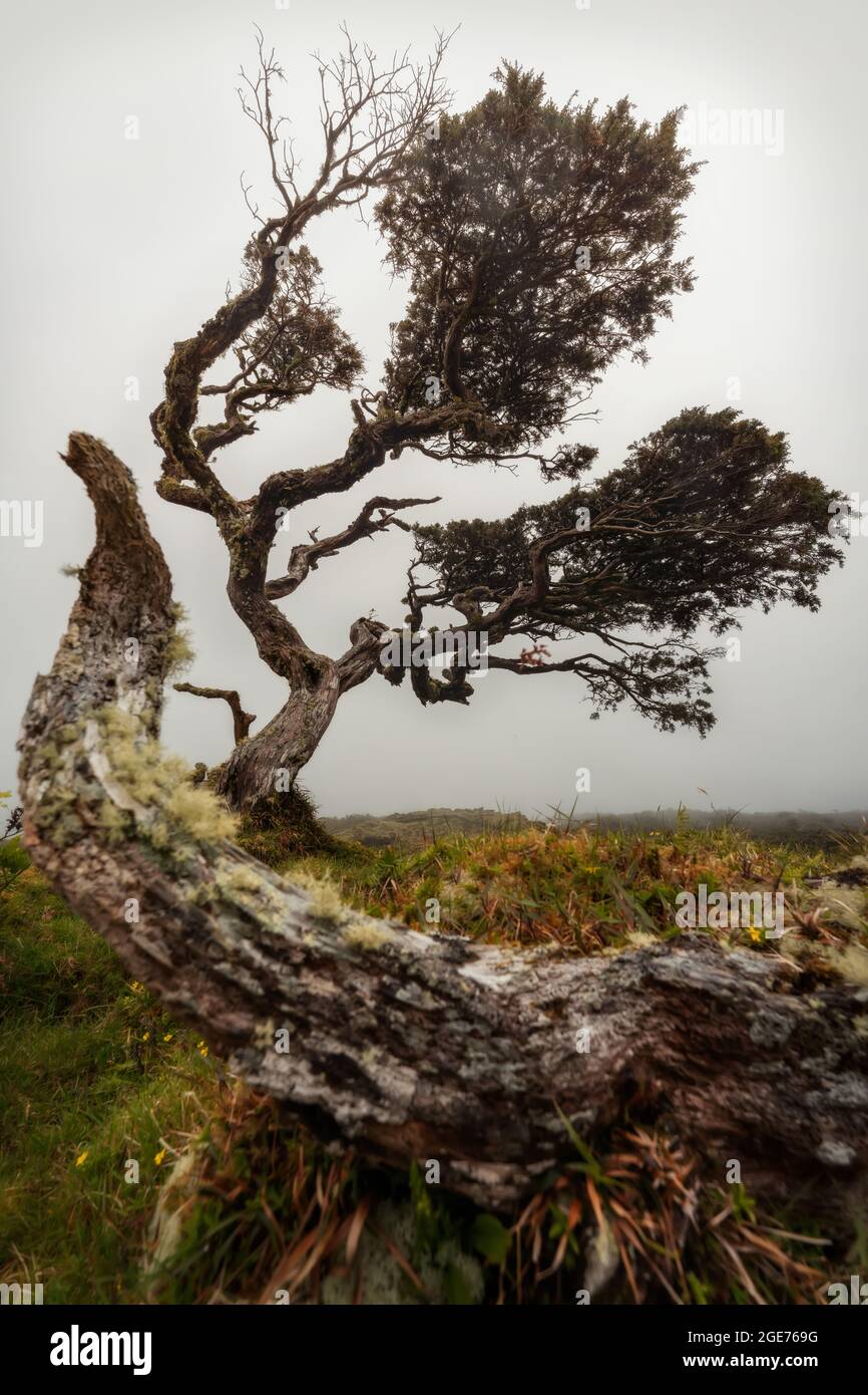 Tree on Pico Island in the Azores, Portugal taken in Summer 2021, post ...