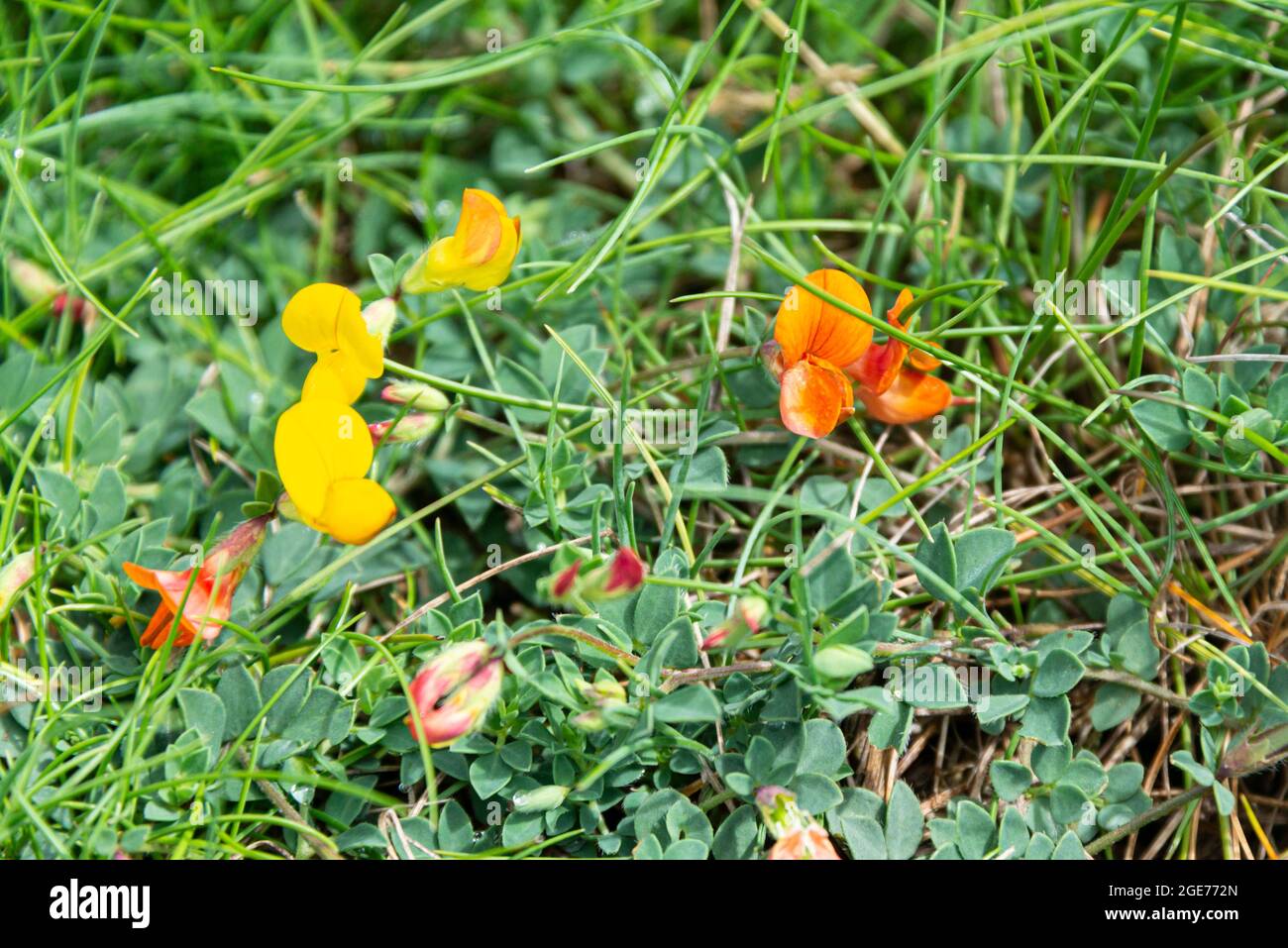 The flowers of common bird's-foot trefoil (Lotus corniculatus Stock ...