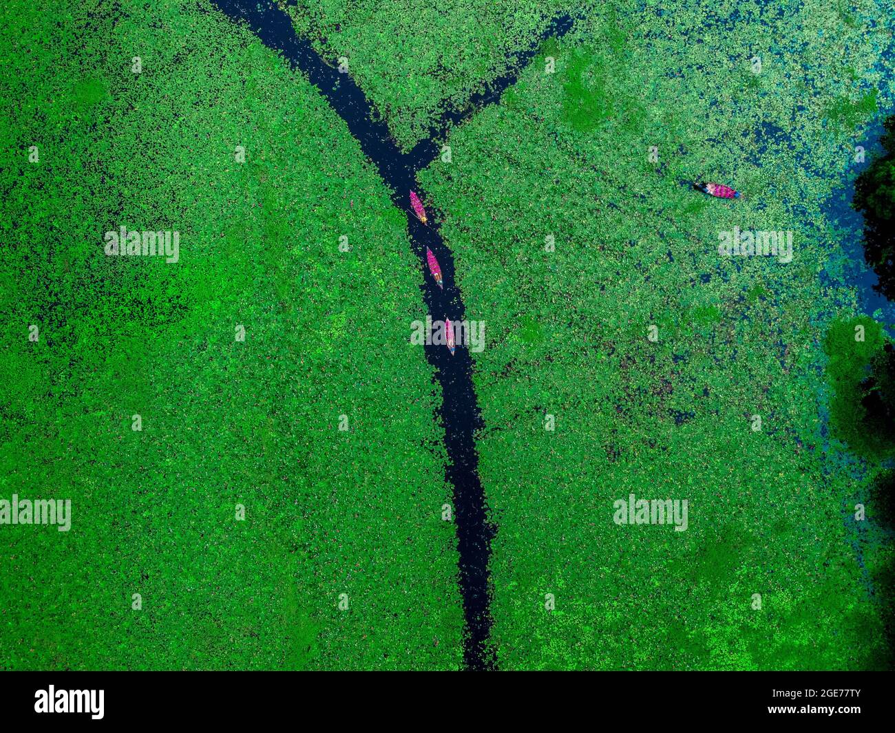 Barishal, Bangladesh, August 17, 2021: Aerial view of Farmers ...