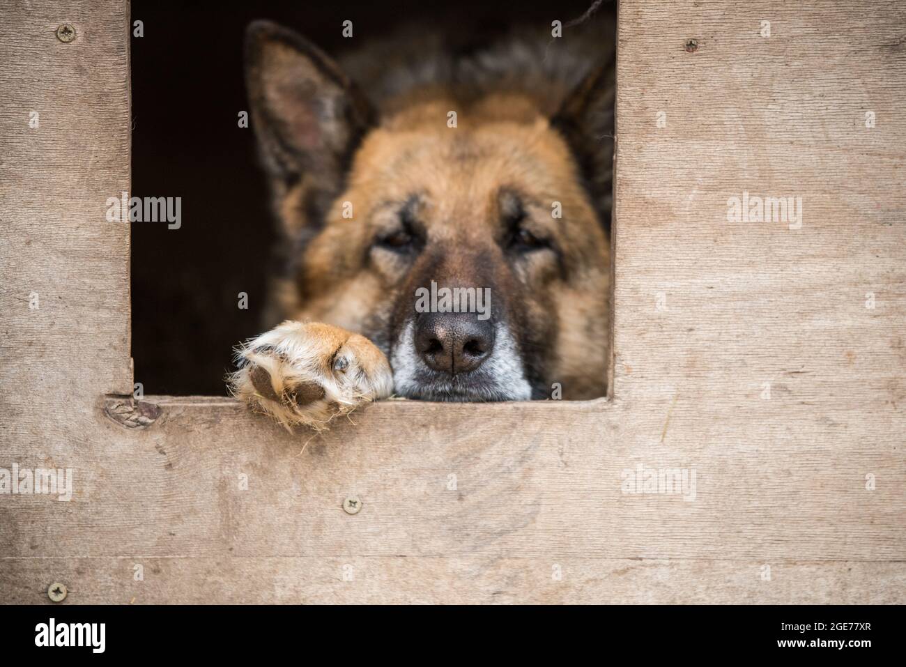 Sad Shepherd dog dog on a chain sitting in a booth Stock Photo - Alamy