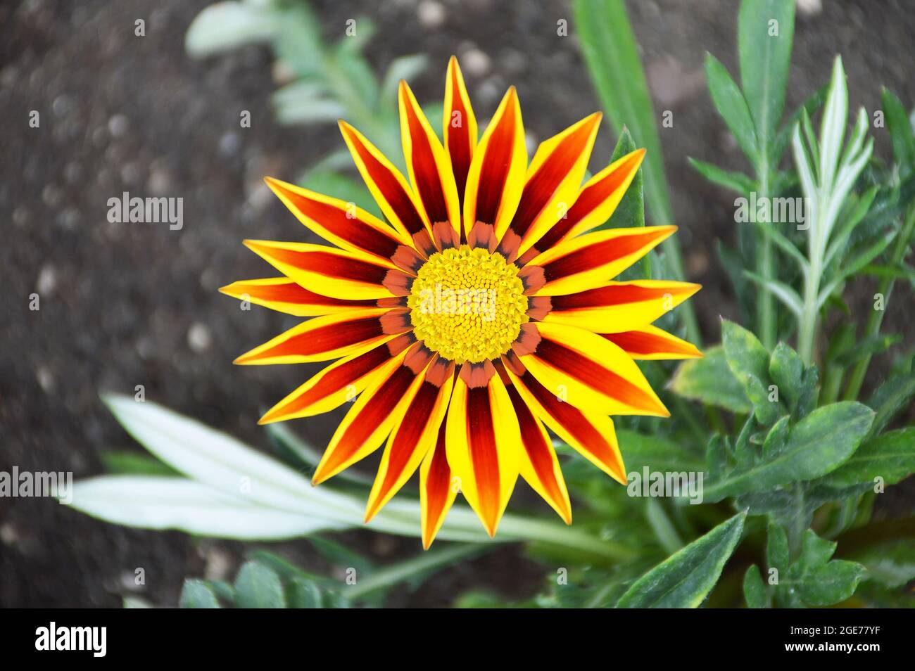 Daisy top view hi-res stock photography and images - Alamy