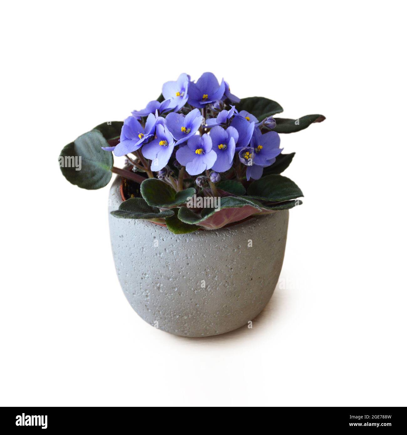 African violet Cut Out Stock Images & Pictures - Alamy