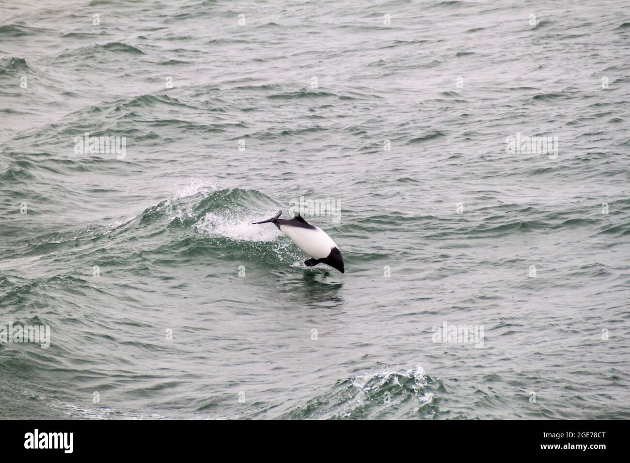 Commerson's dolphin (Cephalorhynchus commersonii) in Magellan Strait ...