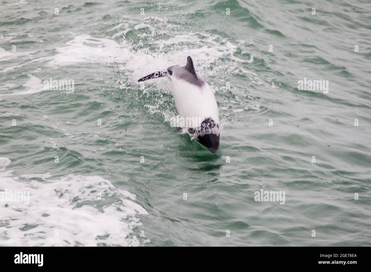 Commerson's dolphin (Cephalorhynchus commersonii) in Magellan Strait ...