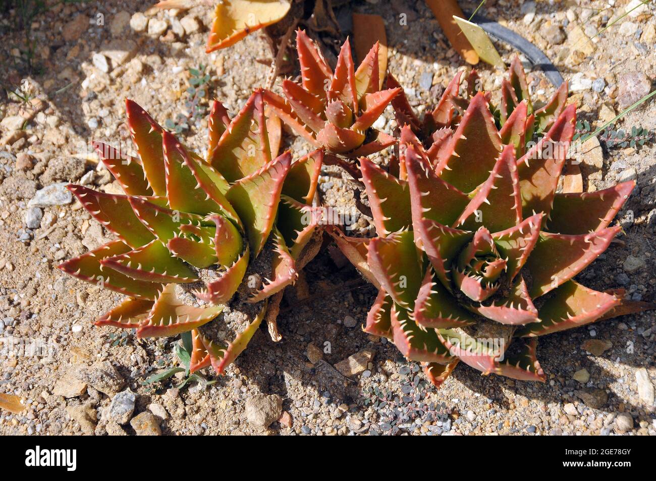 rubble aloe or mitre aloe, Aloe perfoliata was formerly known as Aloe ...