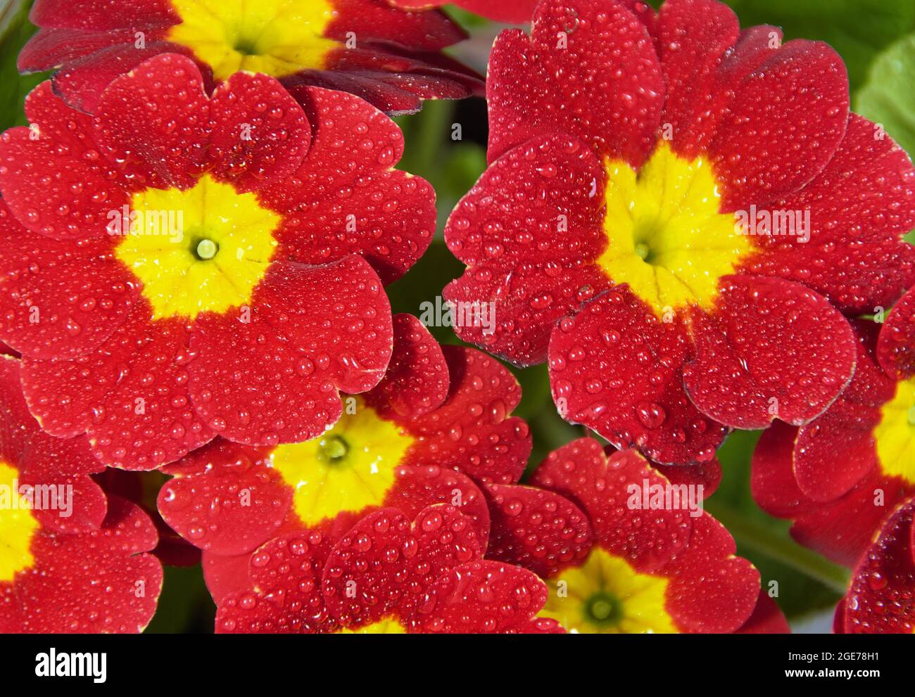 Rad and yellow flowers hi-res stock photography and images - Alamy