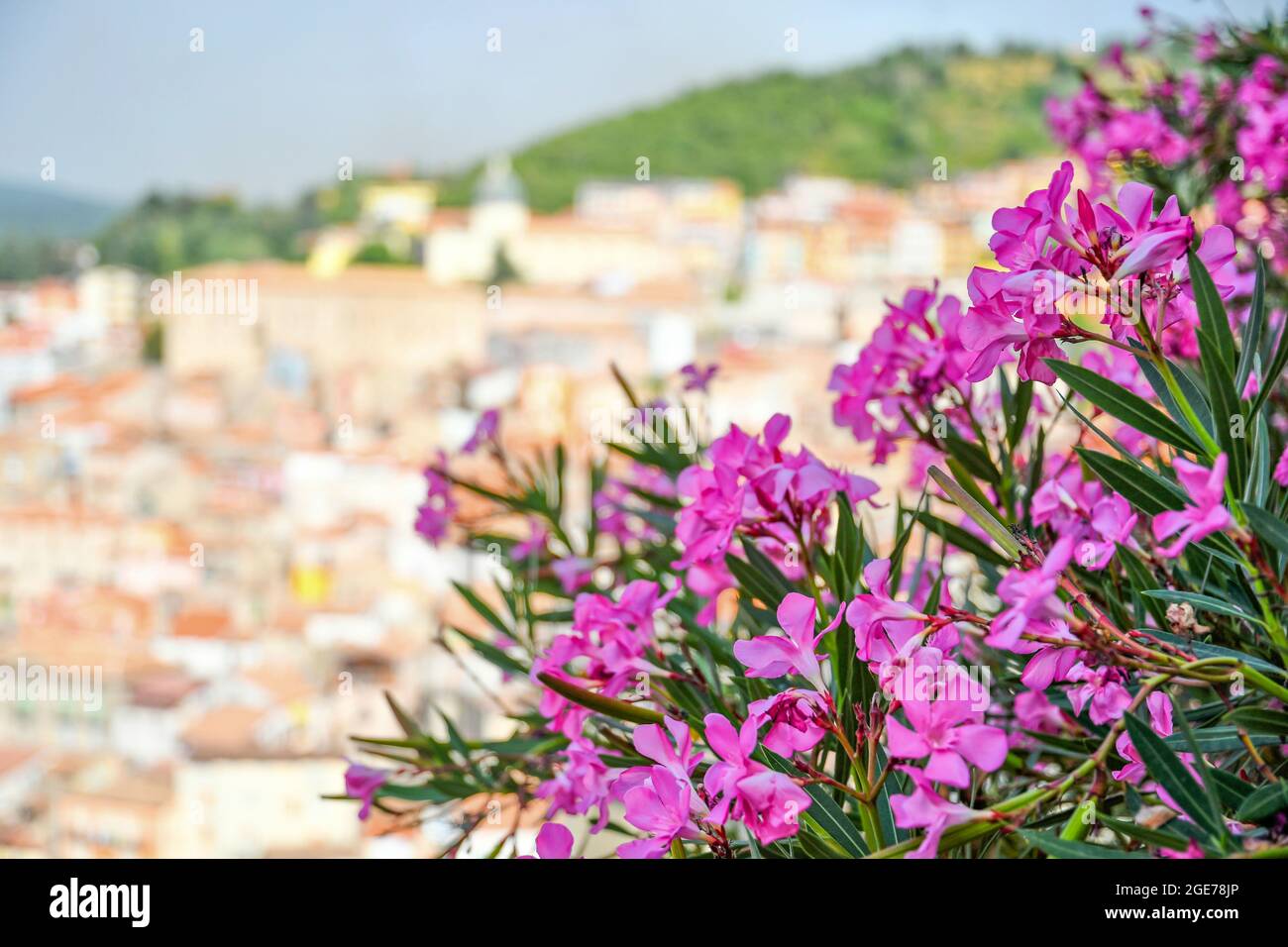 Colorful flowers in the landscape of Acri, a medieval town in the ...