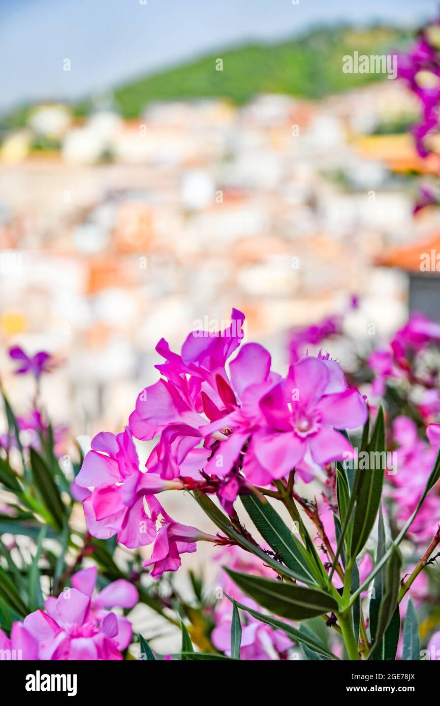 Colorful flowers in the landscape of Acri, a medieval town in the ...